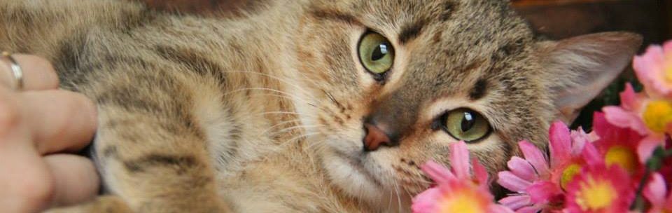 Welcome to the Humane Society of Warren County, Virginia - The Humane ...