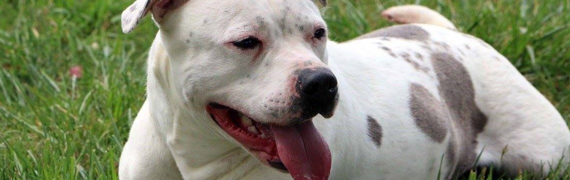 Welcome to the Humane Society of Warren County, Virginia - The Humane ...