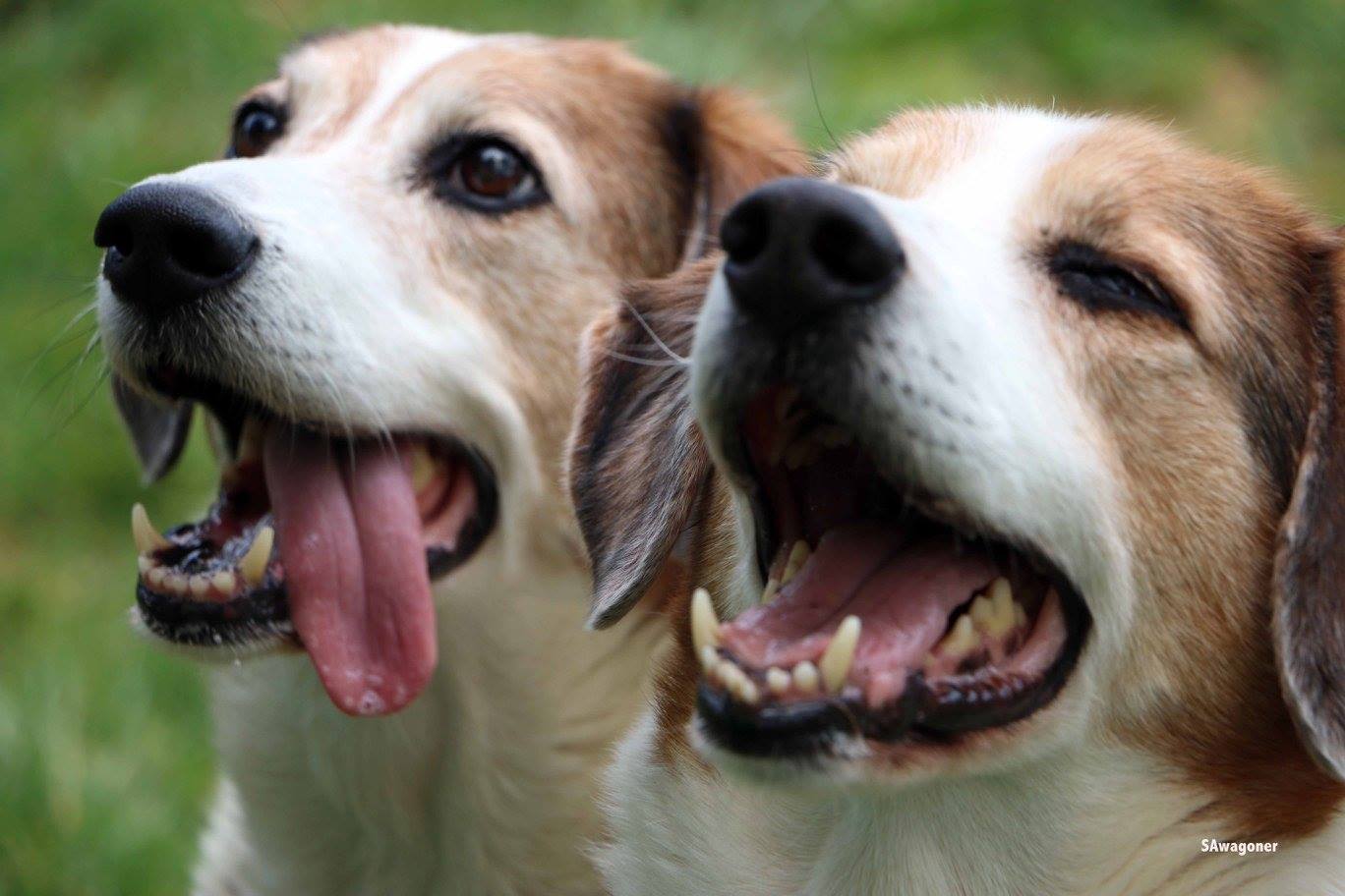 Welcome to the Humane Society of Warren County, Virginia - The Humane ...