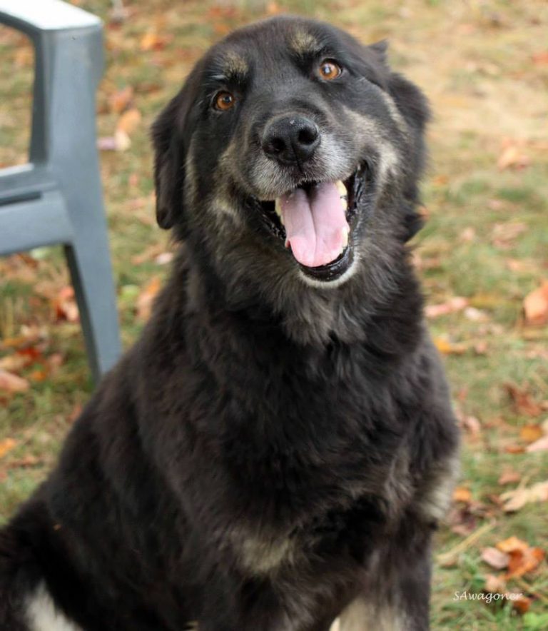 All-Inclusive Adoptions start 1/1/20! - The Humane Society of Warren County