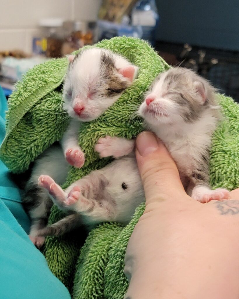 Foster - The Humane Society of Warren County