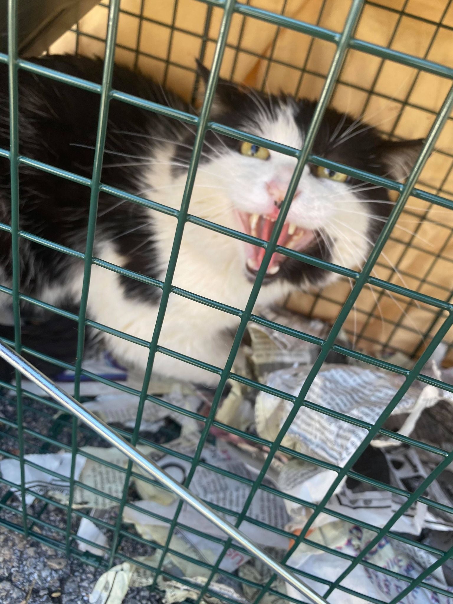 TNR Program - The Humane Society of Warren County