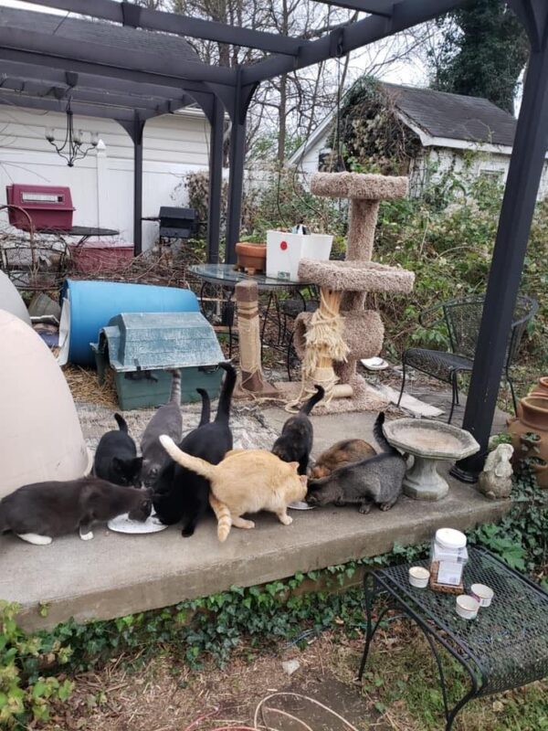 TNR Program - The Humane Society of Warren County
